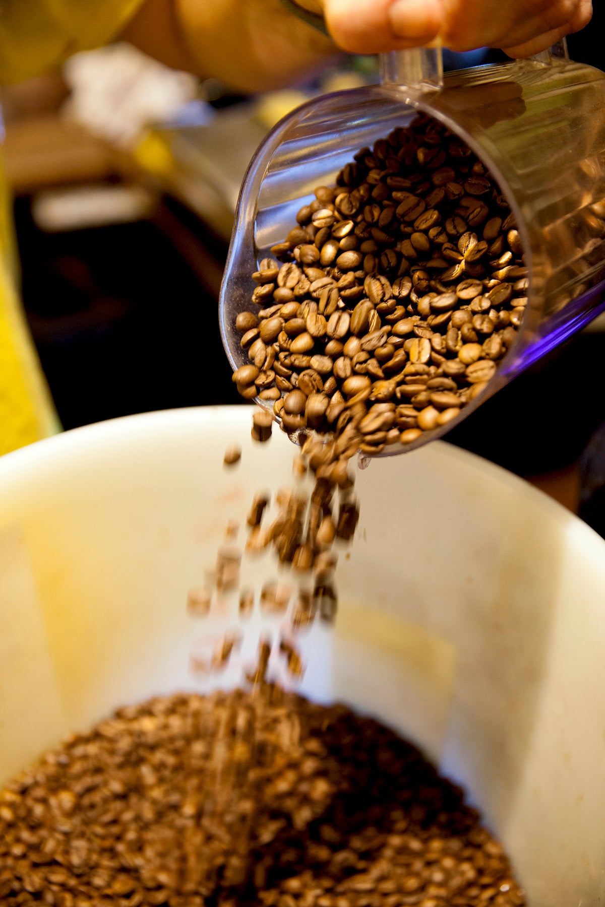 Coffee & Blume – Golden Gecko Coffee Canada